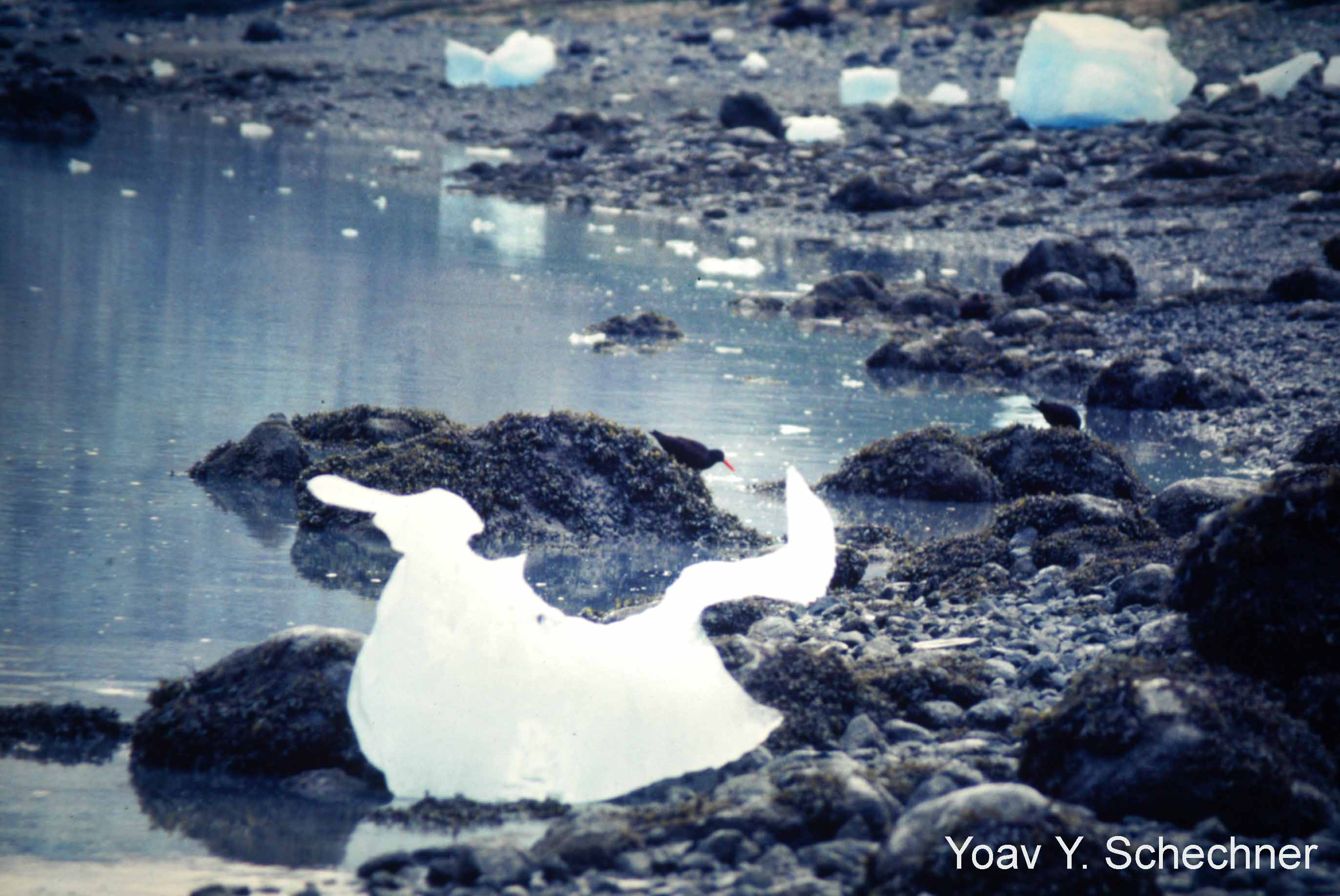 Alaskan Trek - Yoav Schechner